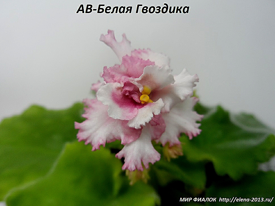 ФИАЛКИ -АВ-